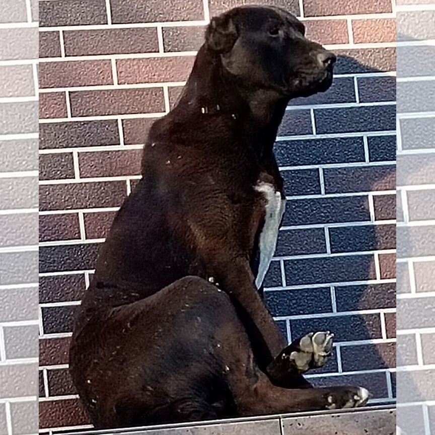 Вязка алабай