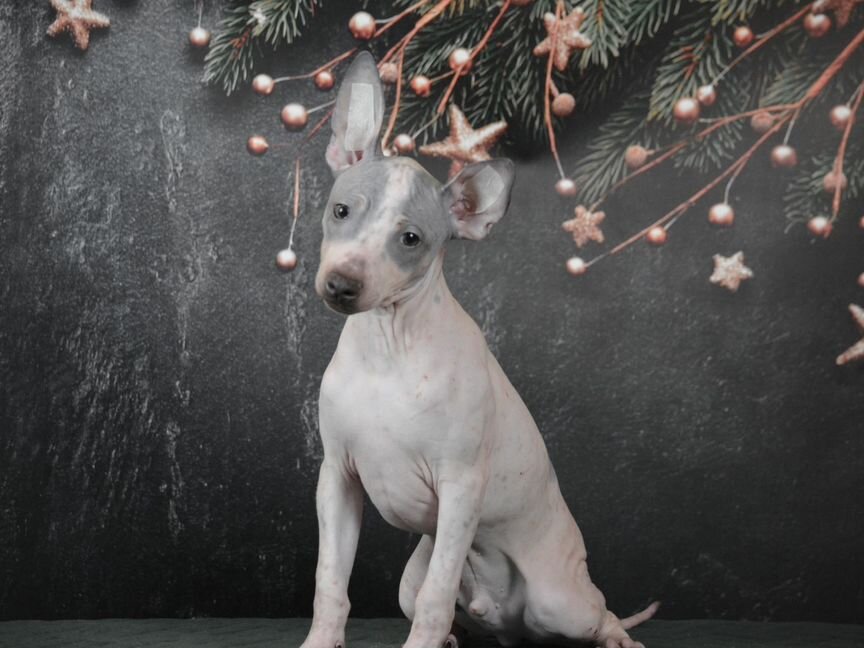 Очень красивый кобель Американский Голый Терьер