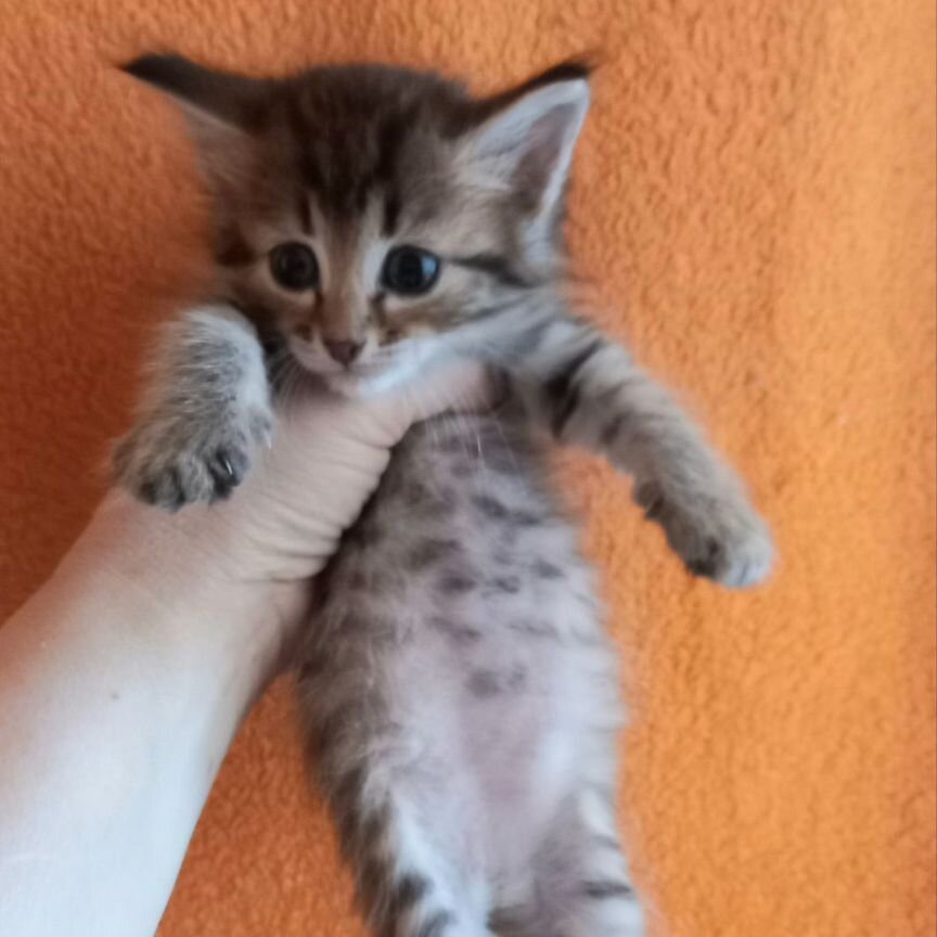 Милые котодети