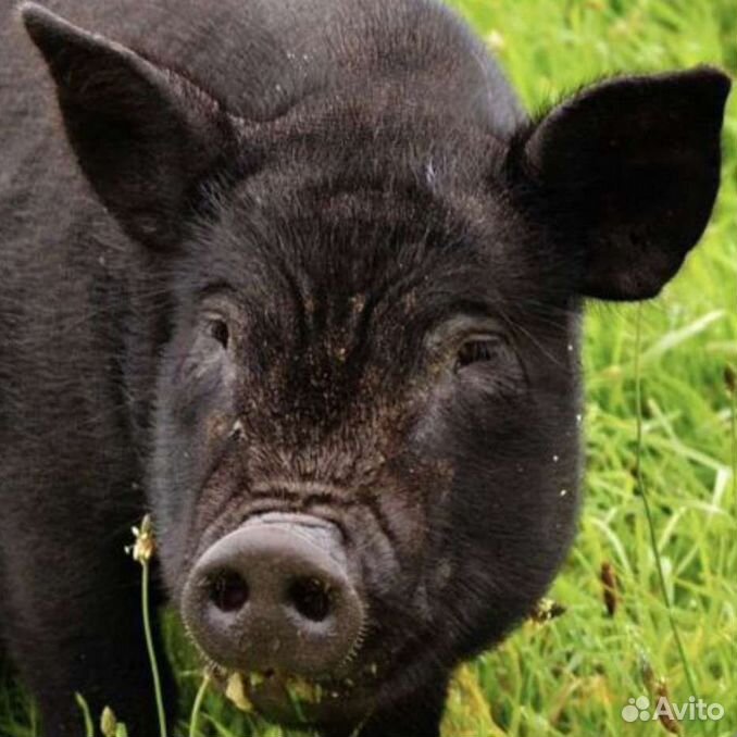 Продам вьетнамских свиней