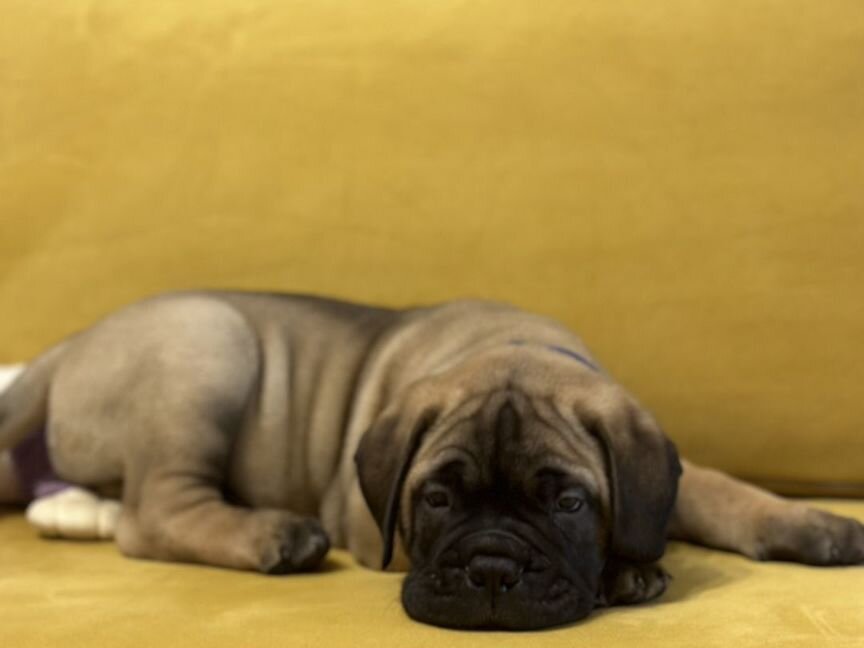 Щенки бульмастифа