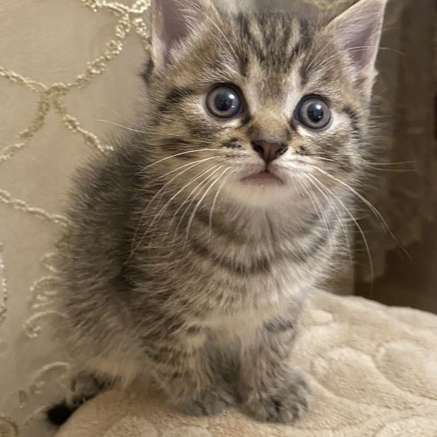 Котенок мальчик