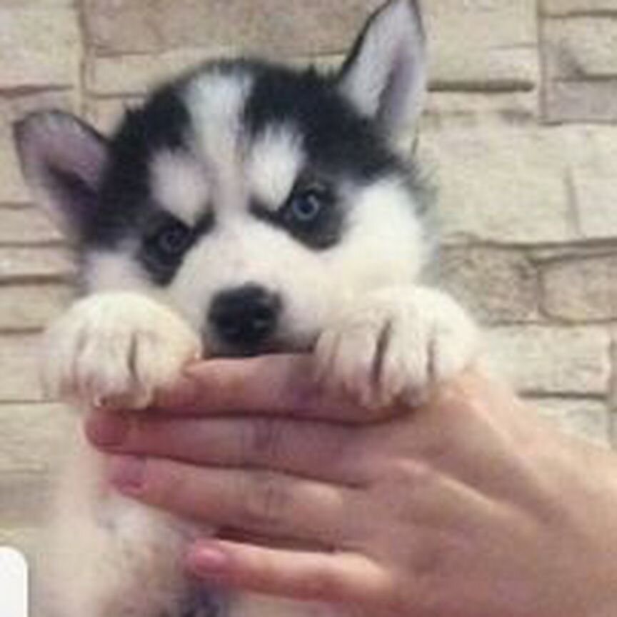 Щенки сибирской хаски