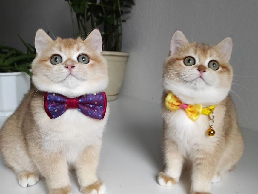 Золотая шиншилла кот и кошка