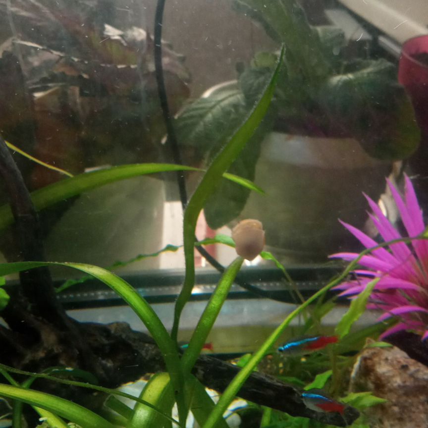 Улитки ампулярии