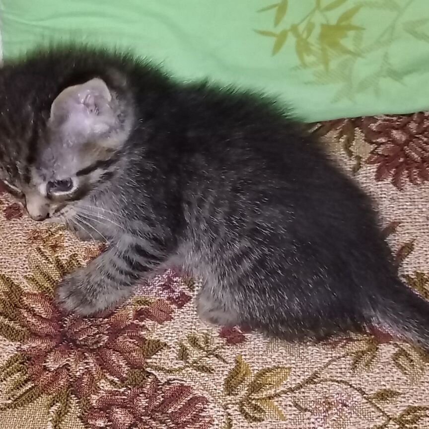 Котята в добрые руки даром