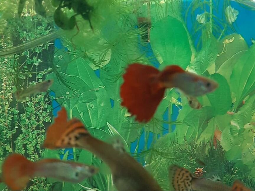 Аквариумные рыбки гуппи