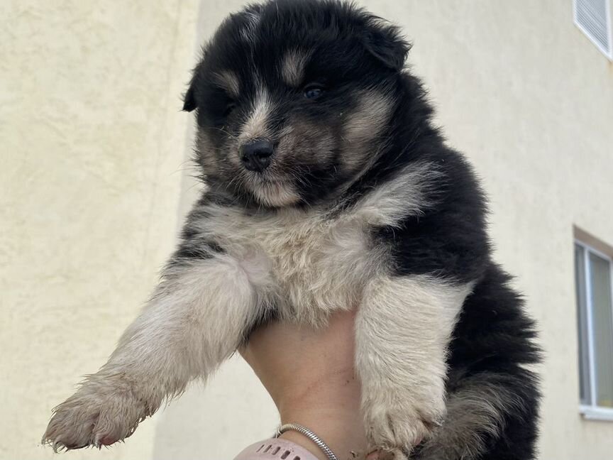 Щенок смесь хаски и овчарки