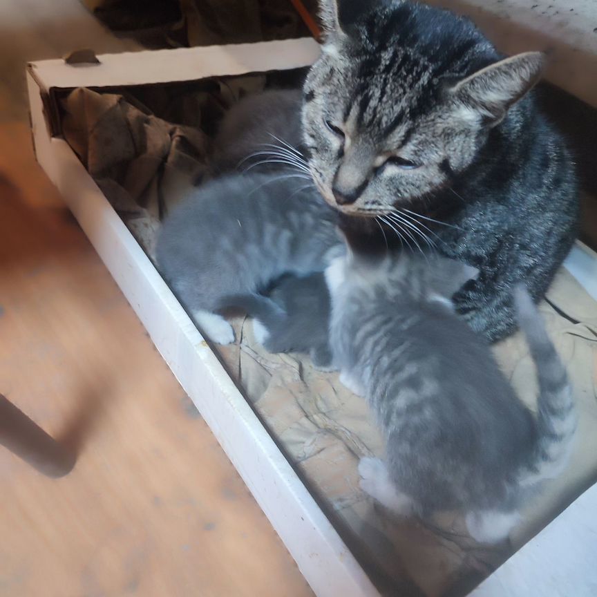 Обычная. котята пять