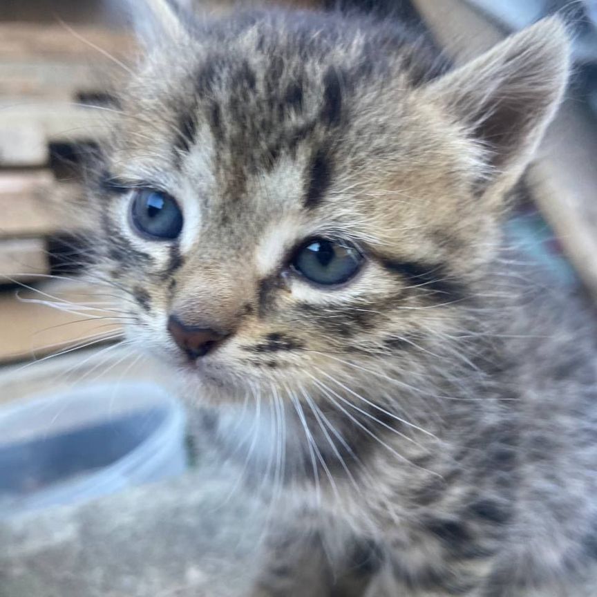 Котята в добрые руки бесплатно