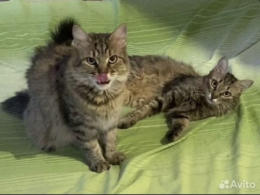 Котята с тяжелой судьбой