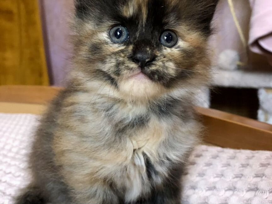 Котята мейн-кун