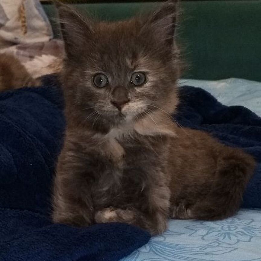 Мейн-кун котёнок