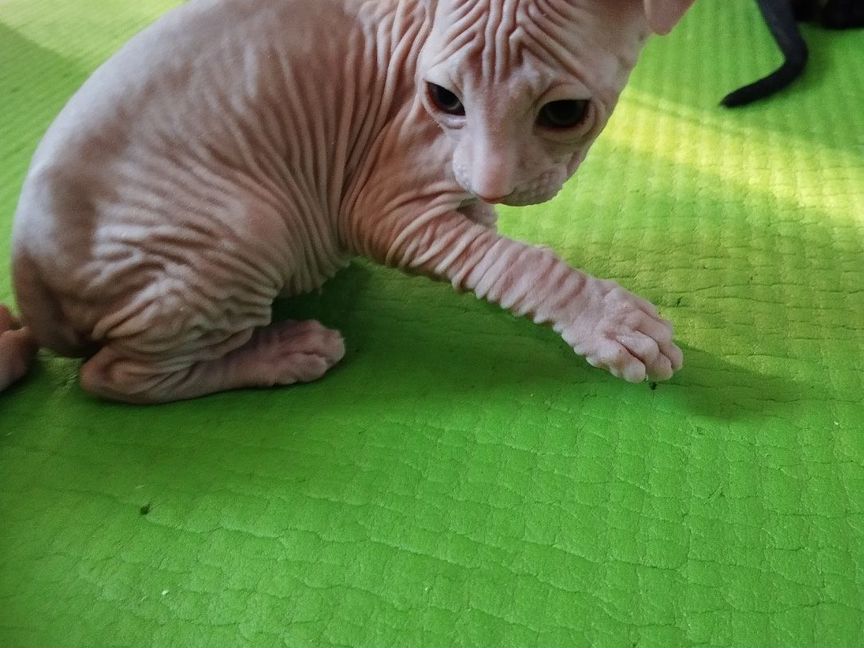 Донской сфинкс котята