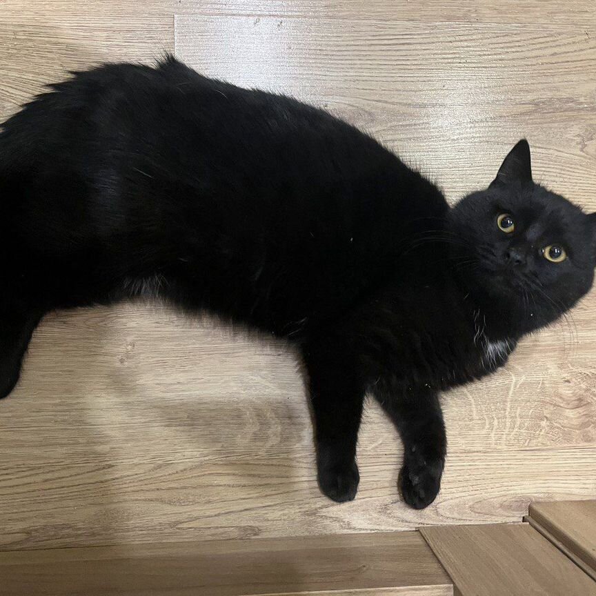 Уголёк, 1год. Бесплатно