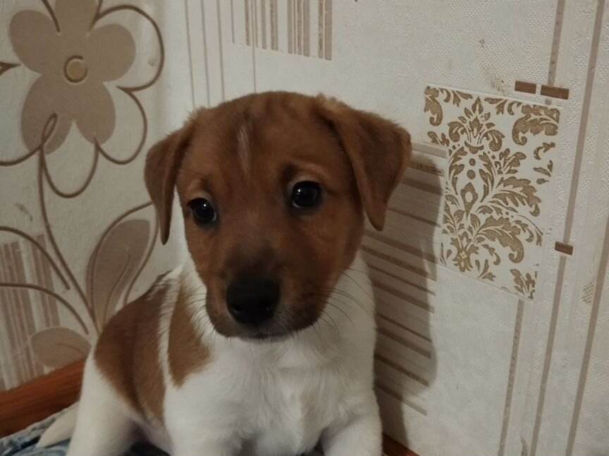 Щенки джек Рассел терьер