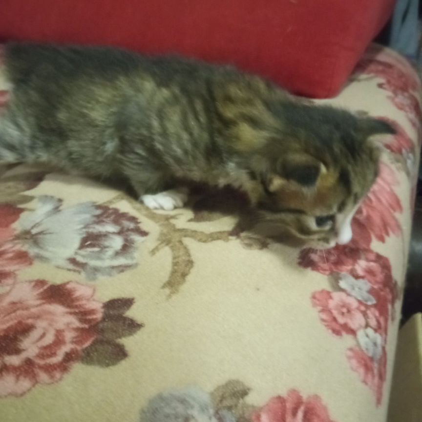 Котята курильский бобтейл