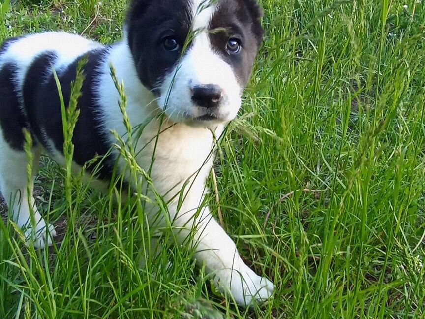 Щенки алабая