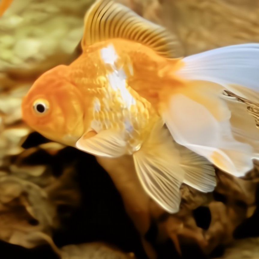 Золотая рыбка оранда