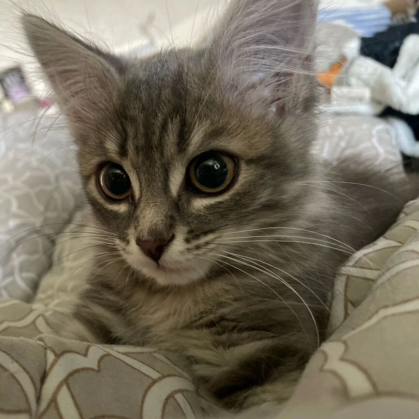 Котята