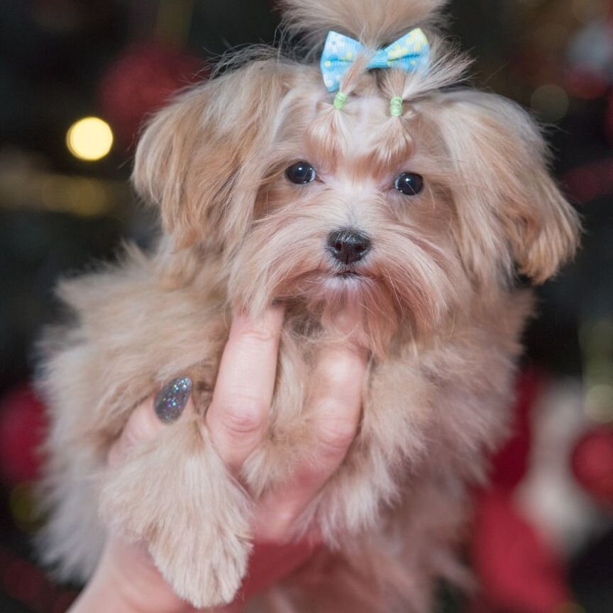 Щенки мальтипу микро