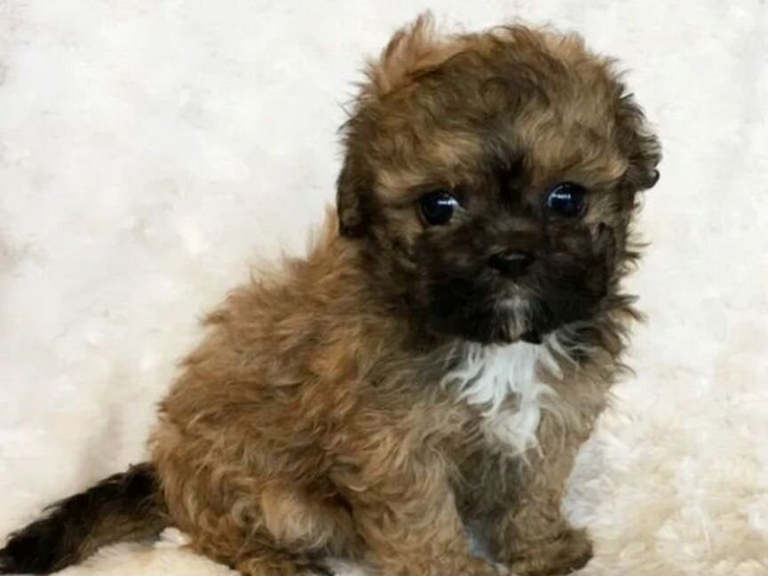 Мальтипу в хорошие руки