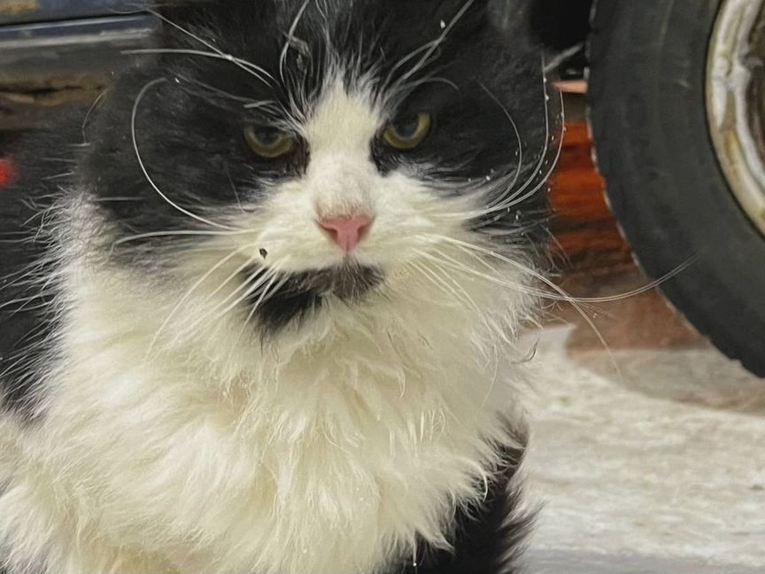 Ласковому котику нужен дом Замерзает на улице