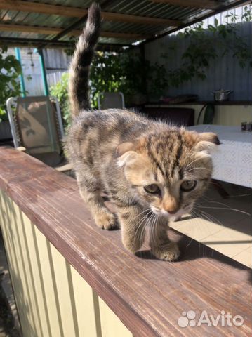 Вислоухие котята в добрые руки / котенок