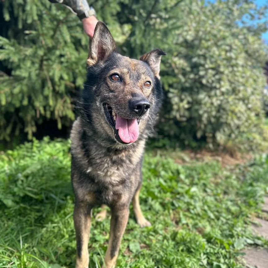 Собака в добрые руки во двор