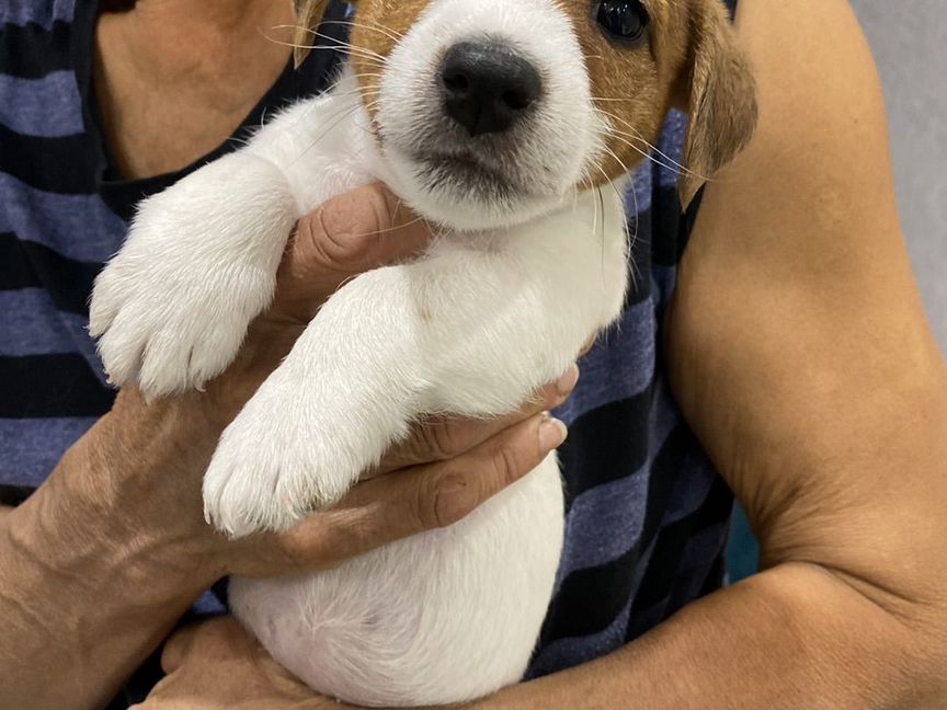 Джек рассел терьер щенки