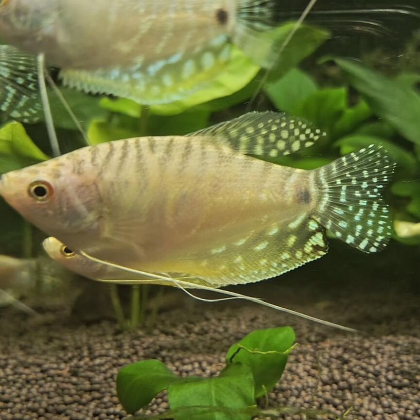 Гурами платиновые мраморные
