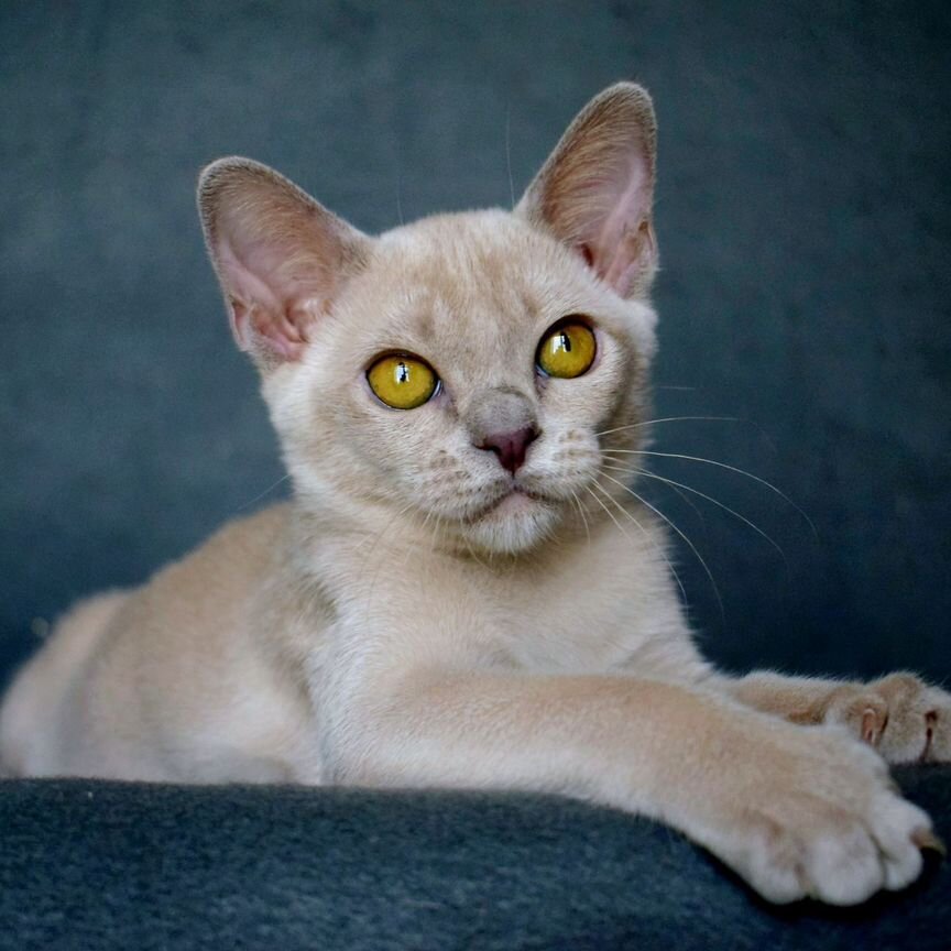 Бурманские котята