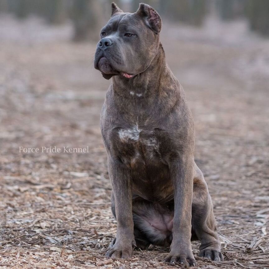 Кане корсо, сука, 11мес