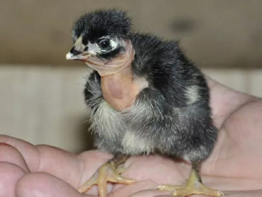 Цыплята суточные