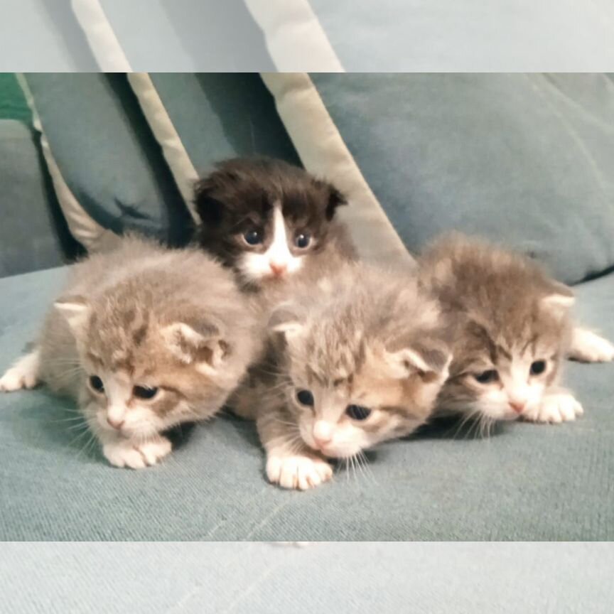 Британские вислоухие котята