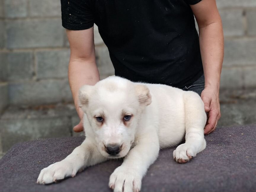 Девочка сао