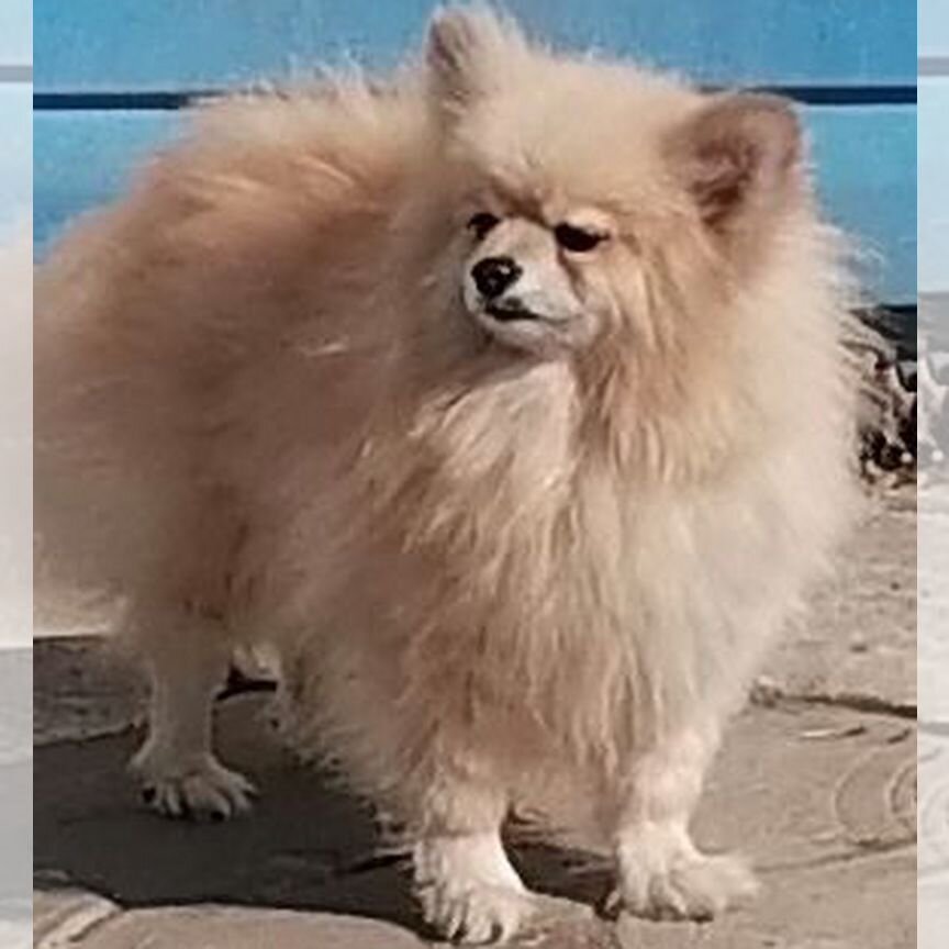 Померанский шпиц, щенок