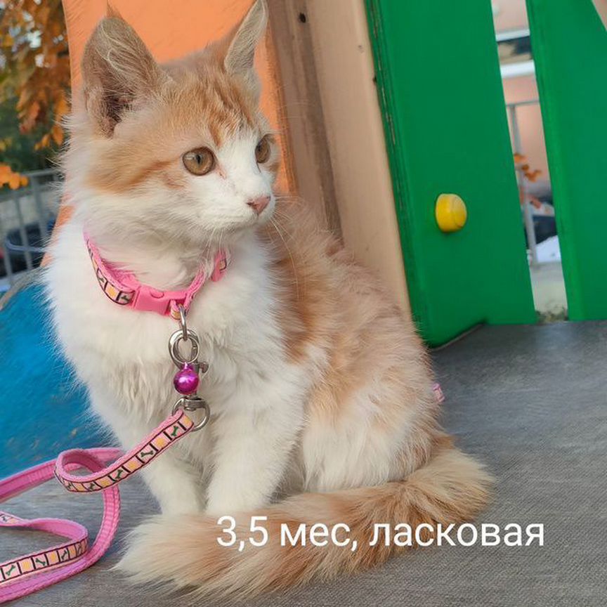Кошечка