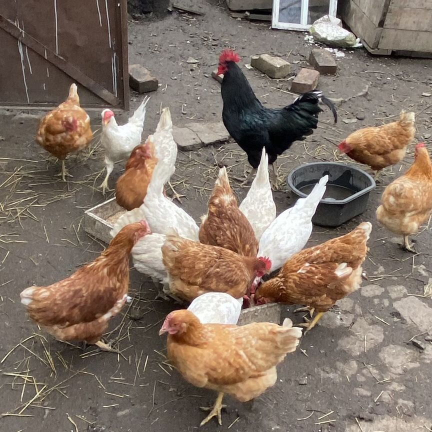 Продам Петуха