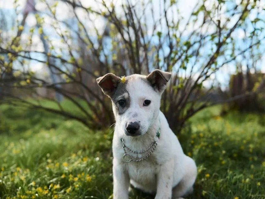 Чудесные щенульки ищут самый добрый дом