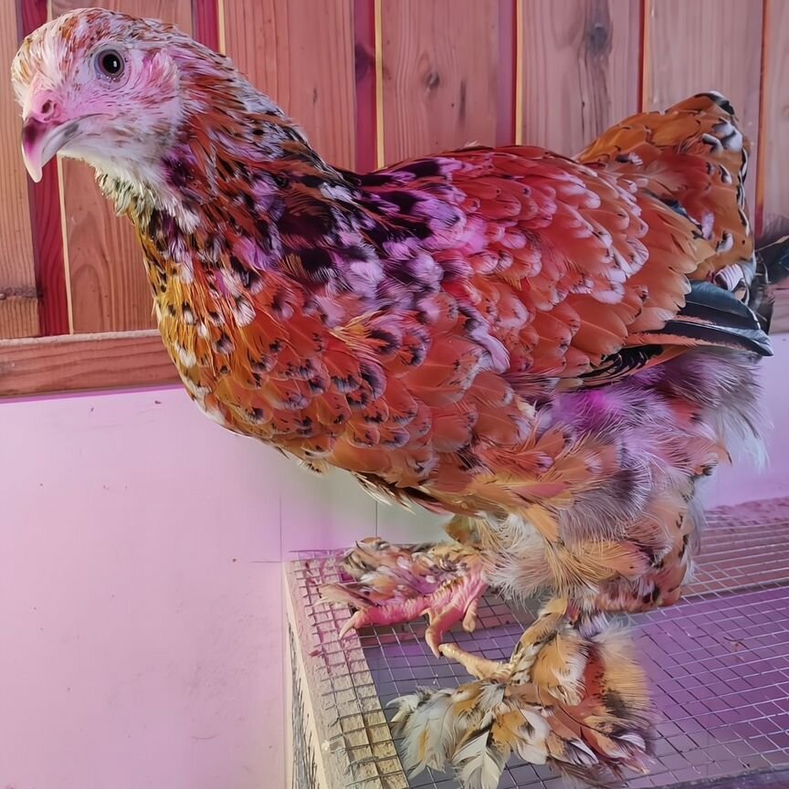 Брама Порцелян