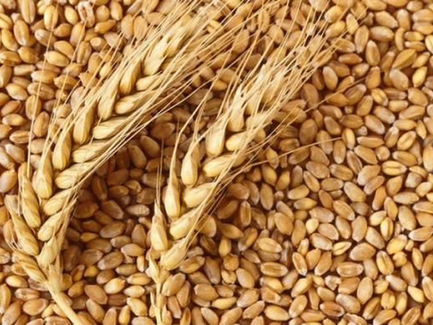 Пшеница 3класс 1215тн оптом по переписи