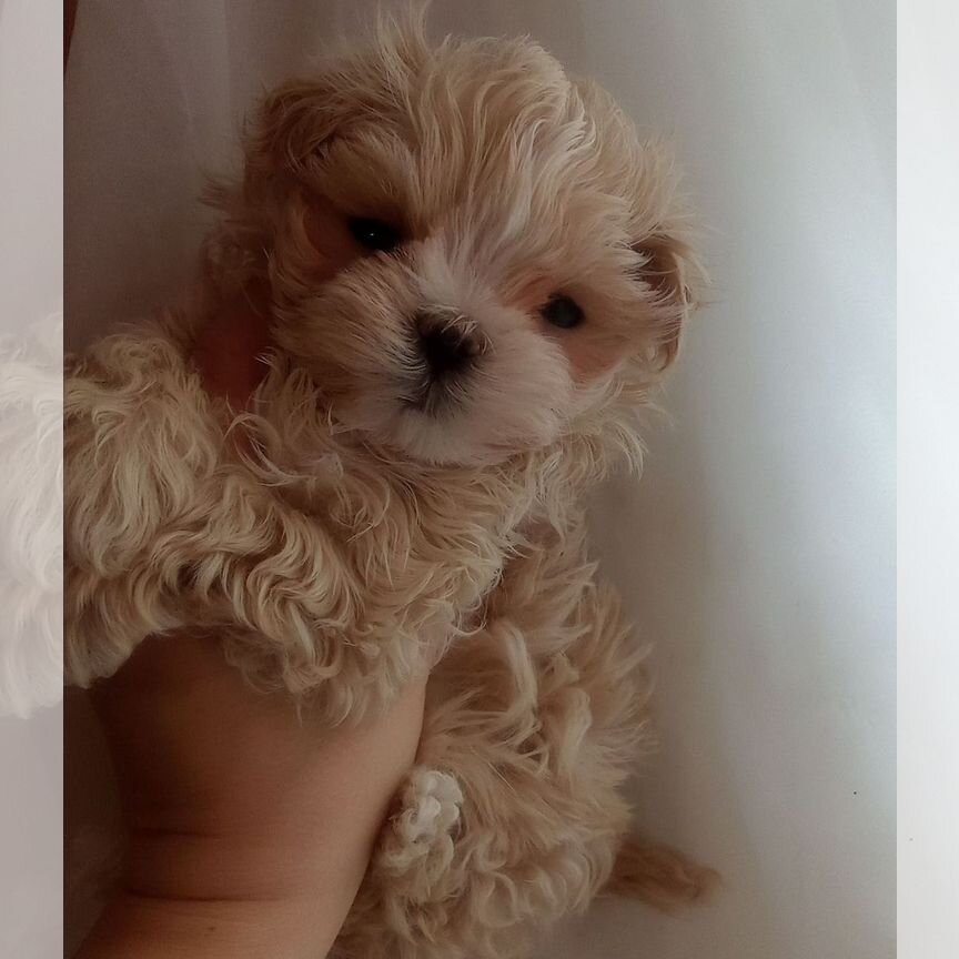 Мальтипу, щенок