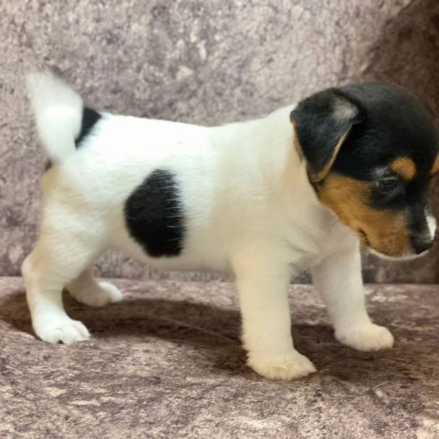 Джек-рассел-терьер, щенок