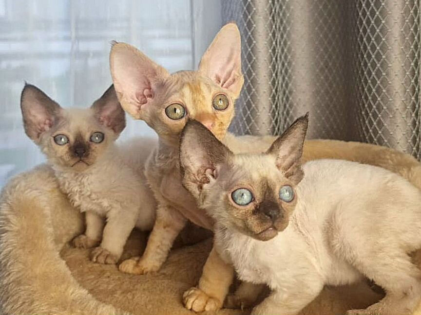Котята девон-рекс