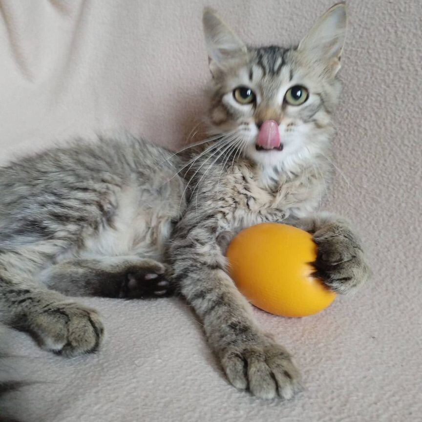 Котенок в добрые руки