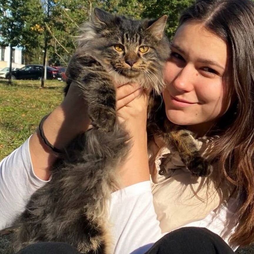 Кот Курильский бобтейл 6 мес