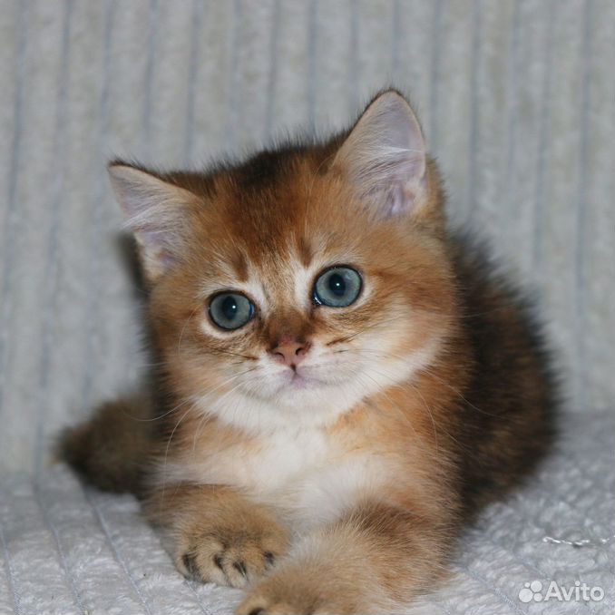Котенок британская шиншилла золотистый