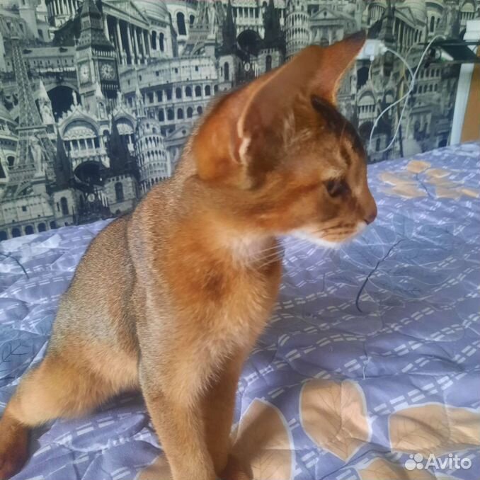Абисинский котенок