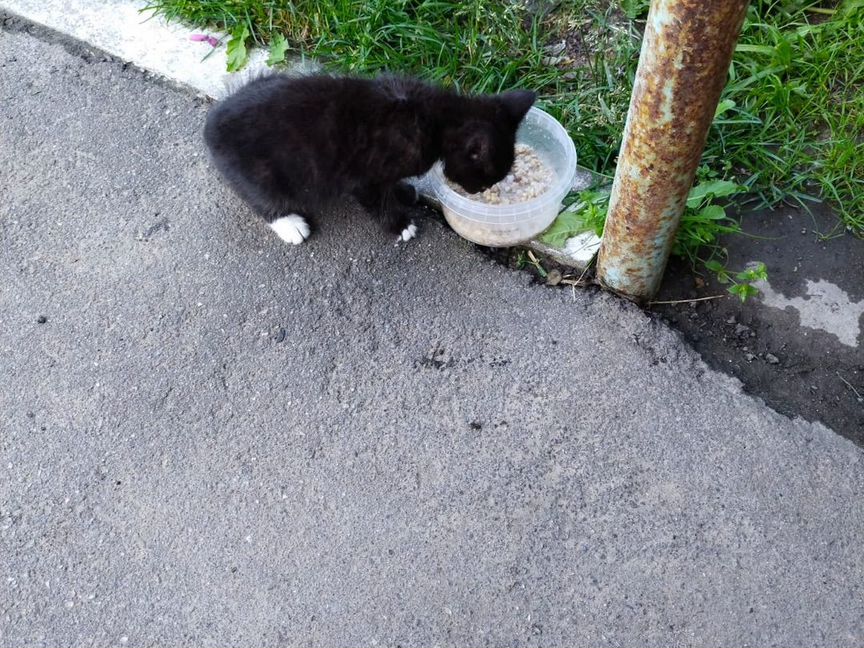 Котик в добрые руки